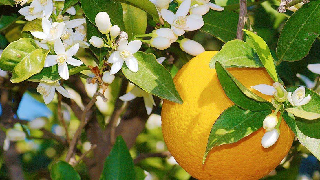 Zagara, il profumo delle donne siciliane