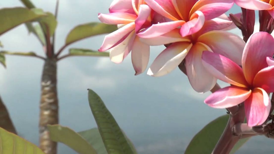 Pomelia, la pianta regina di Palermo tramandata da madre in figlia